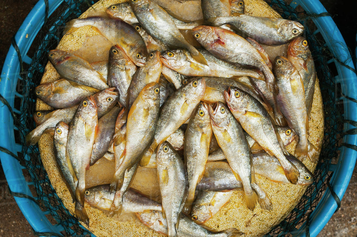 Small fish in a plastic basket, Xiamen (Bashi) local market; Fujian ...