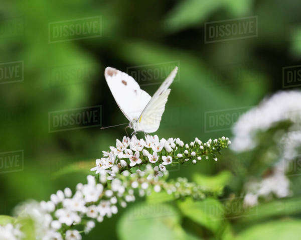 Butterfly, Mount Huangshan, Anhui, China - Royalty-free Stock Photo ...