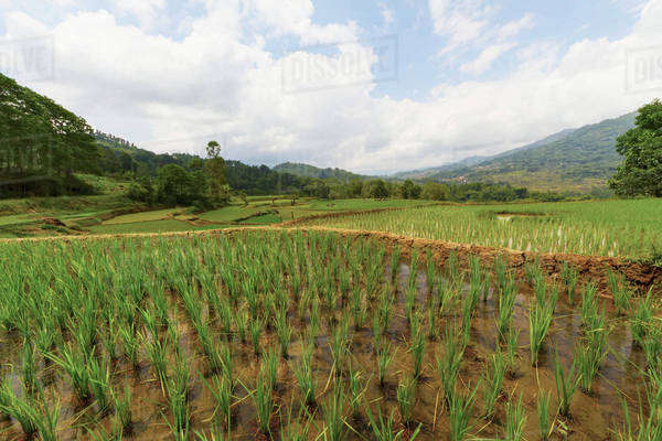 Terraced rice fields, Batutumonga, Toraja Land, South Sulawesi ...