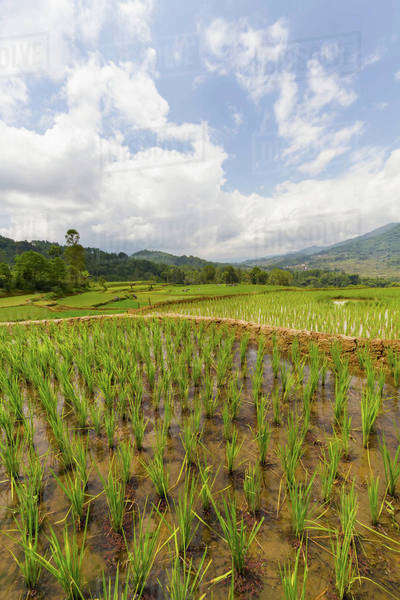 Terraced rice fields, Batutumonga, Toraja Land, South Sulawesi ...
