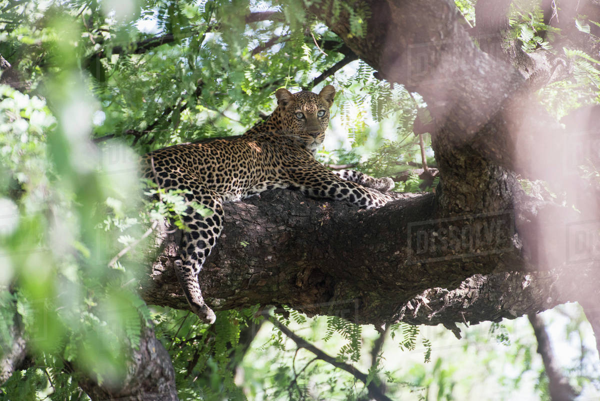 Leopard resting in tree in Lake Manyara National Park; Tanzania ...