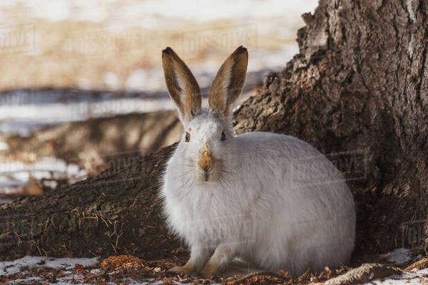 Wild prairie hare/white-tailed jack rabbit (Lepus townsendii) in winter ...