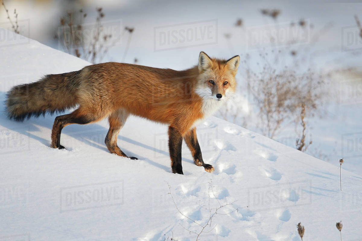 Red fox (vulpes vulpes) standing in the snow in winter; Montreal ...