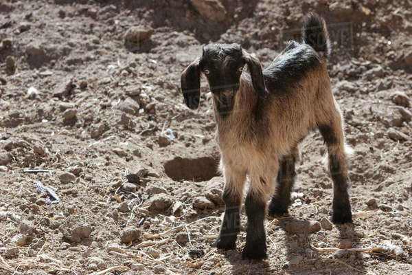 Small Goat In Aqrabat Valley, Bamian Province, Afghanistan - Stock ...