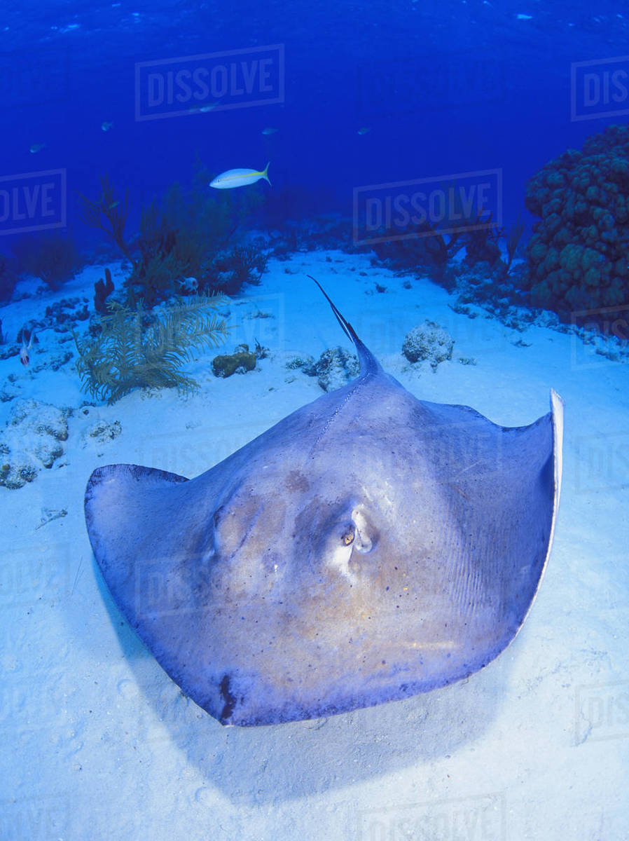 Sting Ray On Sea Floor - Royalty-free Stock Photo | Dissolve