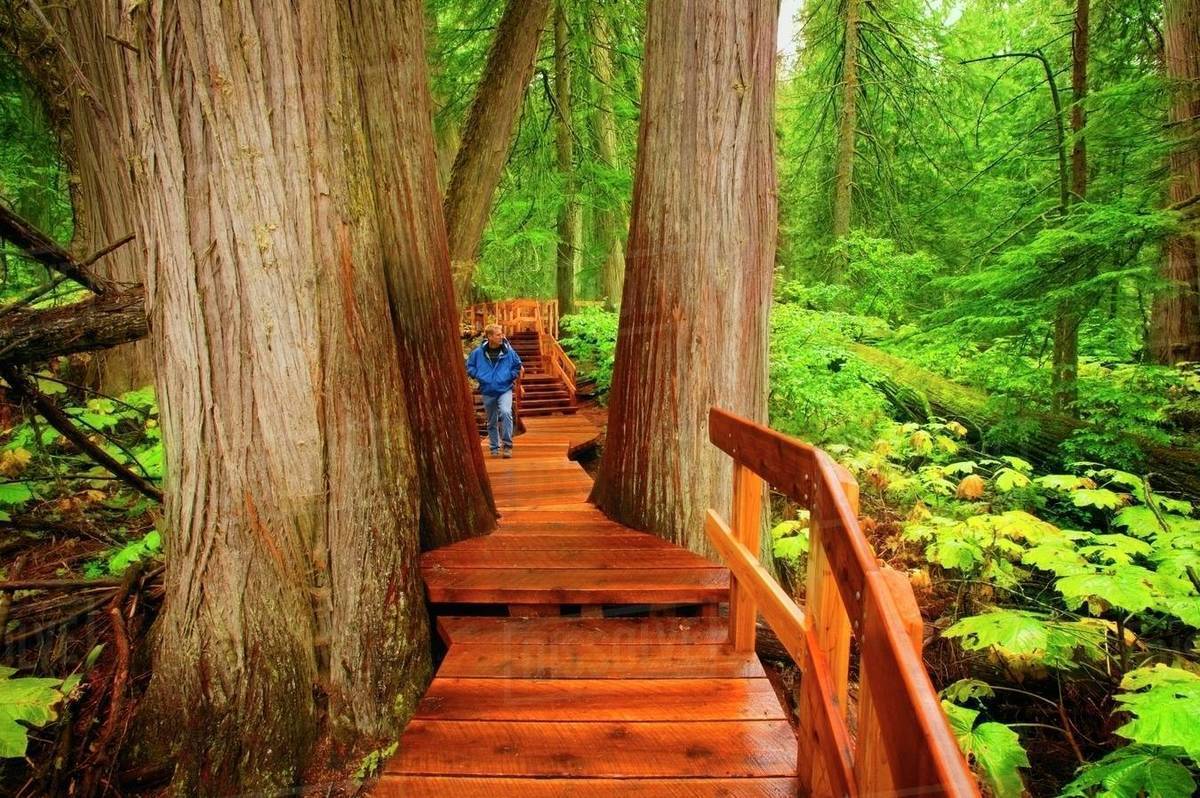 Person Walking Through Forest - Royalty-free Stock Photo | Dissolve