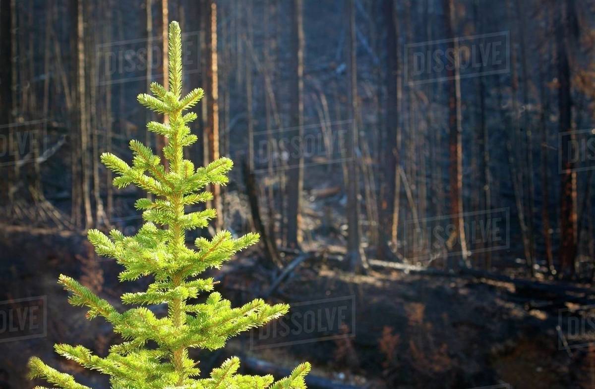 New Growth After A Fire - Royalty-free Stock Photo | Dissolve