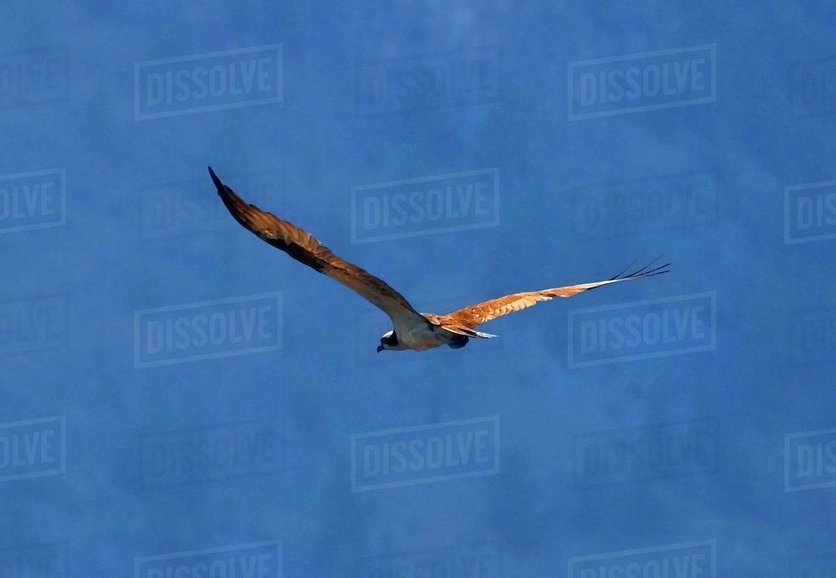 A Hawk Flying - Royalty-free Stock Photo | Dissolve
