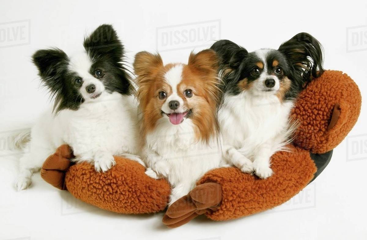 Three Dogs - Stock Photo - Dissolve