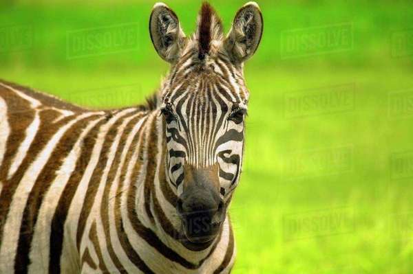A Portrait Of A Zebra - Royalty-free Stock Photo | Dissolve