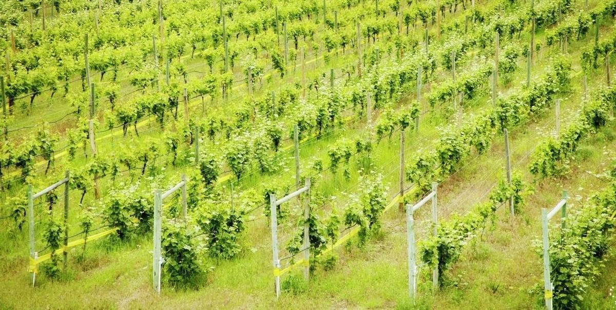 Rows Of Plants - Stock Photo - Dissolve