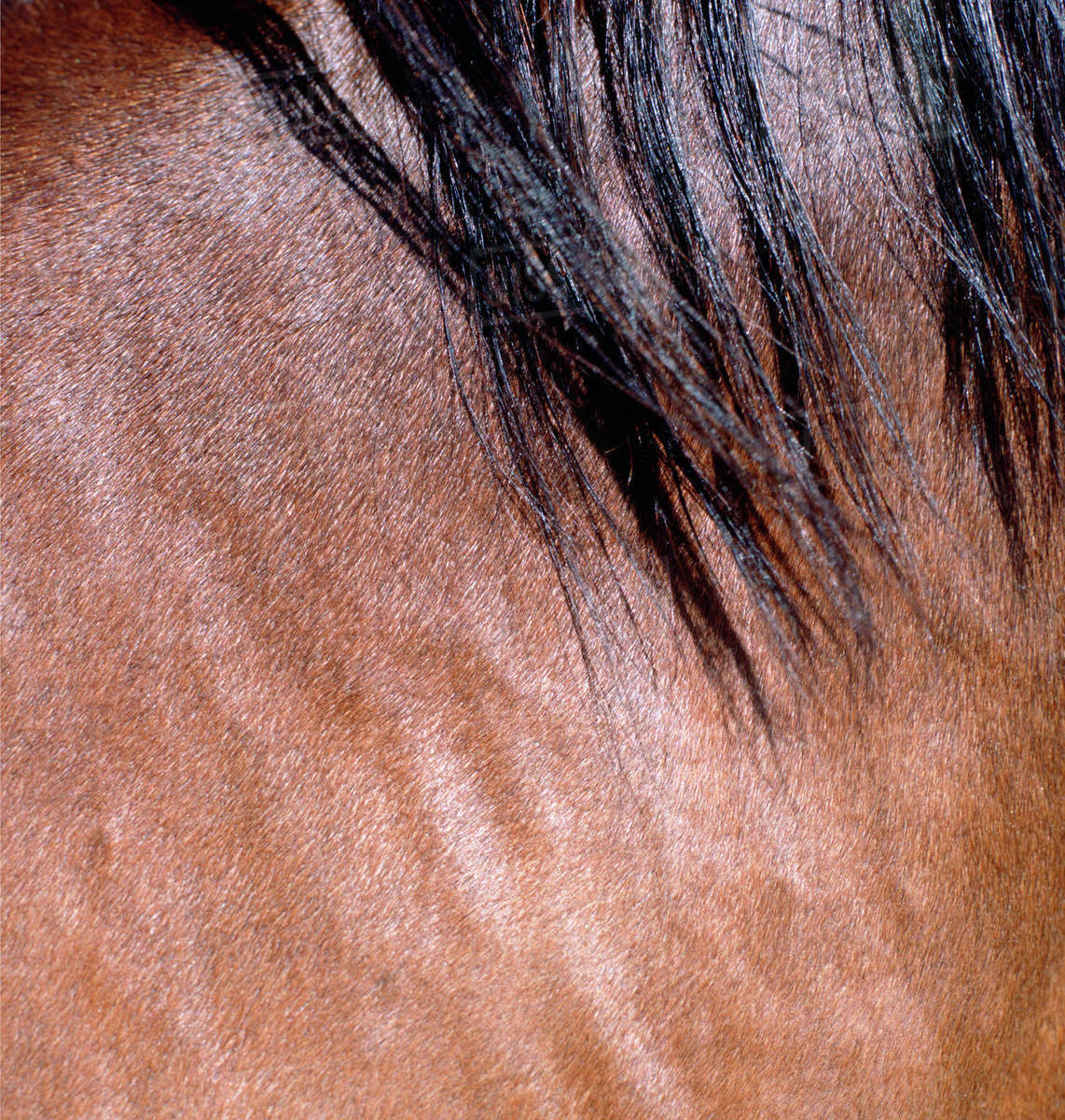 Close Up Of Horse Mane - Stock Photo - Dissolve