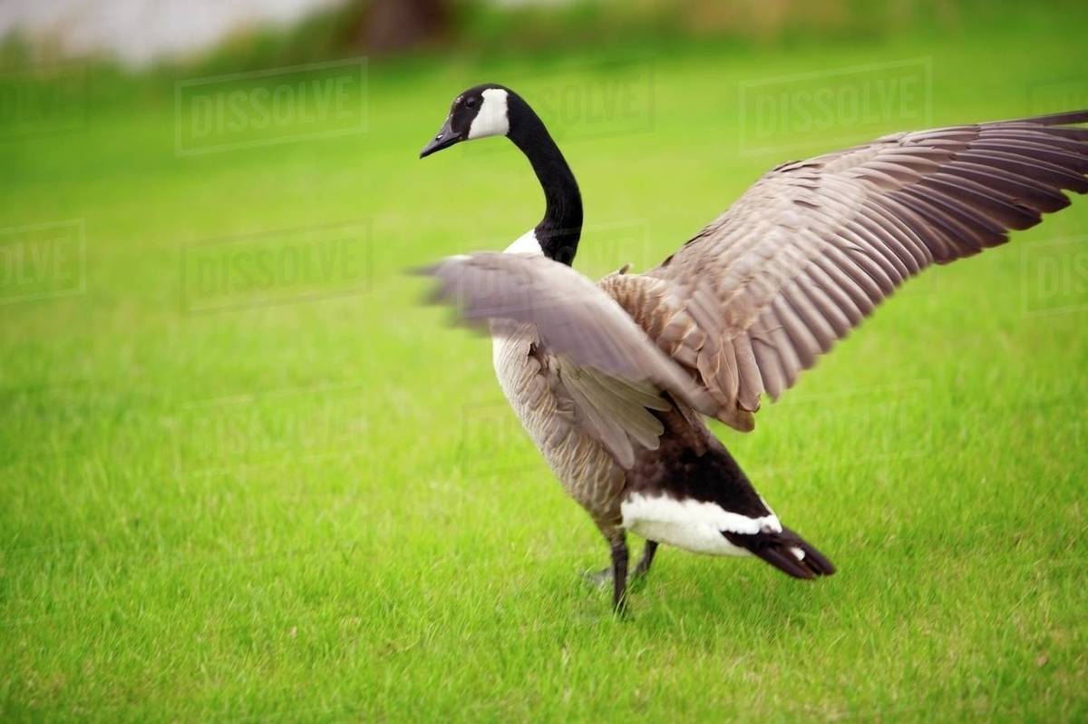 Canadian Goose With Outstretched Wings - Royalty-free Stock Photo ...