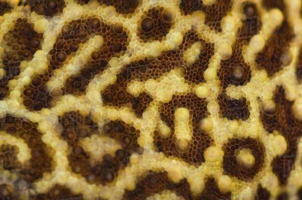 Close Up Of Leopard Gecko Skin Patterns - Royalty-free Stock Photo ...
