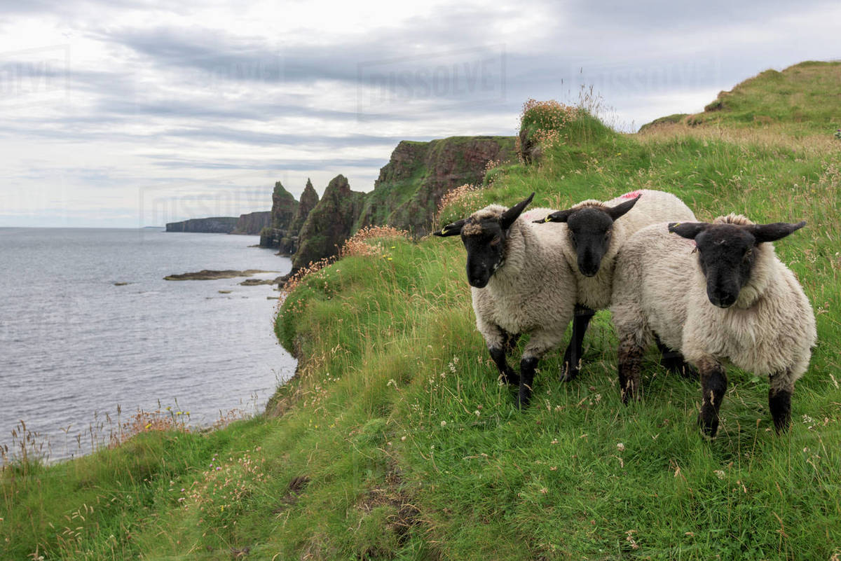Sheep Standing On The Grass On The Shore With A View Of The Coastline ...