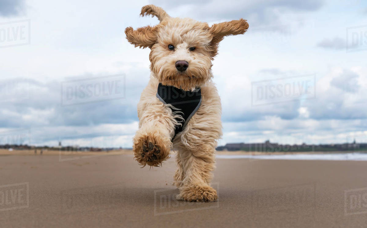 A Cockapoo Running Towards The Camera On A Beach - Royalty-free Stock ...