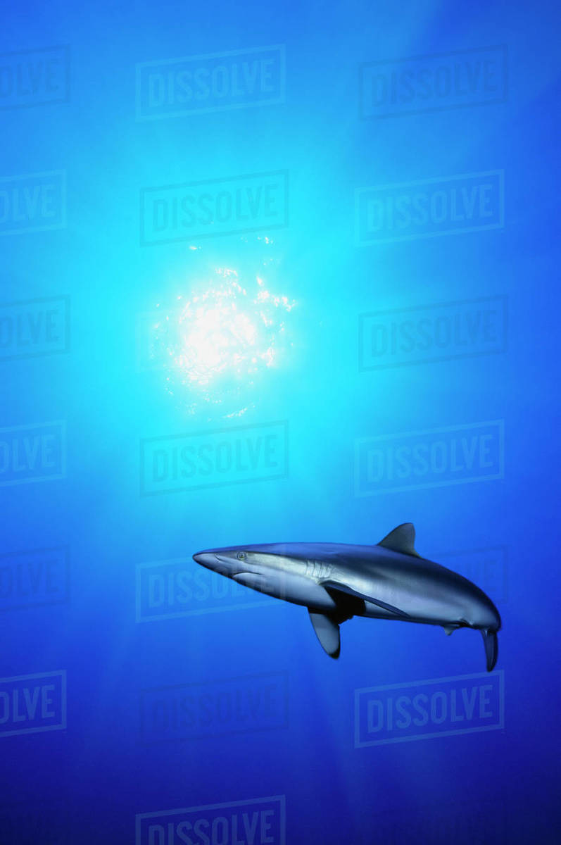 Lone Shark Illuminated By Underwater Sunlight - Royalty-free Stock ...