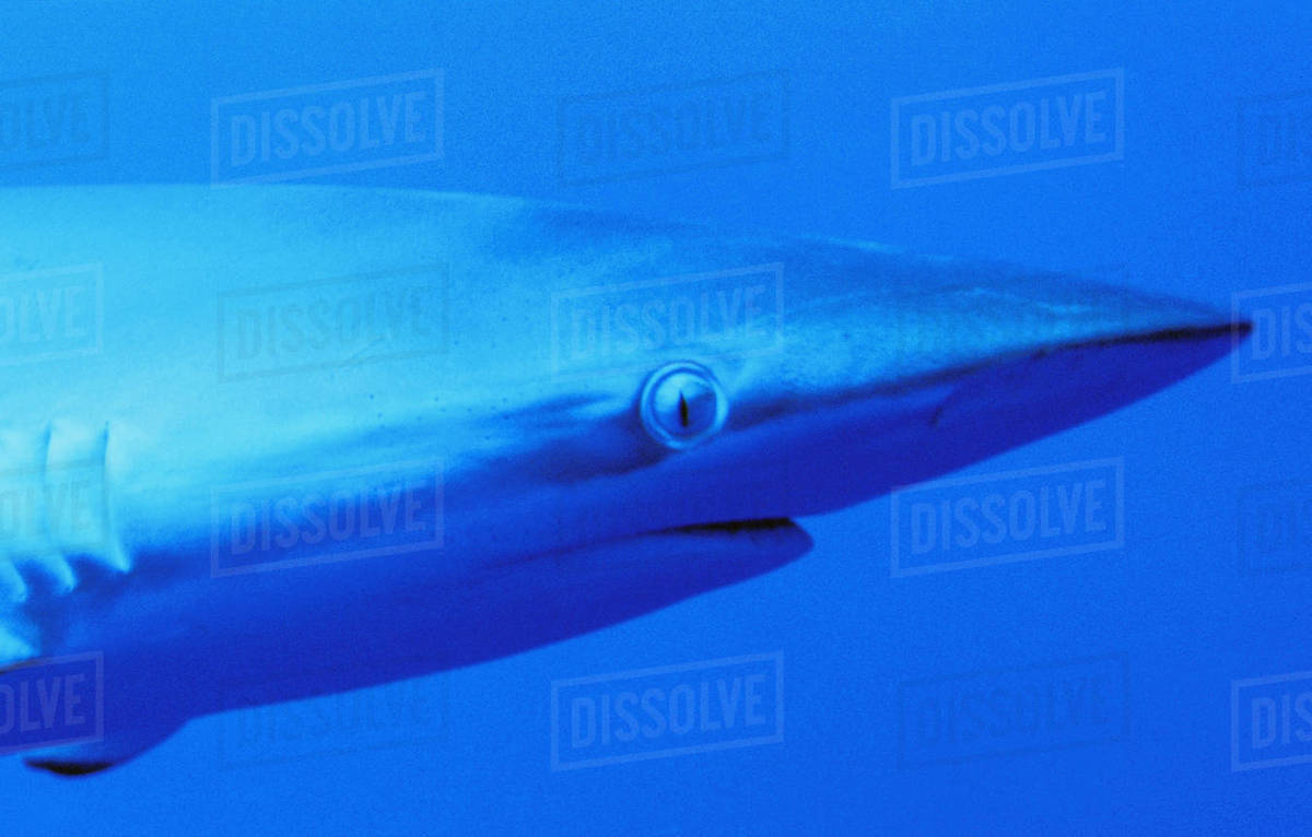 Shark's Head - Royalty-free Stock Photo | Dissolve