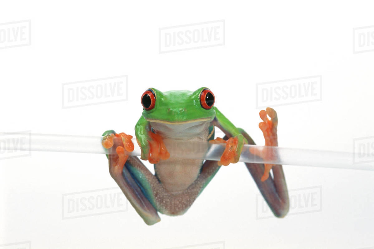 Red Eyed Tree Frog On Clear Plastic Straw - Royalty-free Stock Photo ...