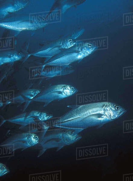 School Of Fish - Royalty-free Stock Photo | Dissolve