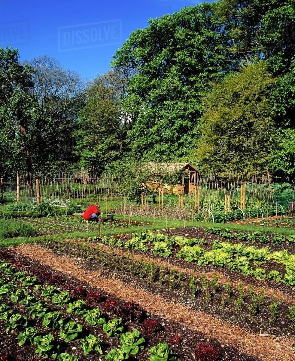 Creagh Gardens, Skibbereen, Co Cork, Ireland; Gardens Established Circa ...
