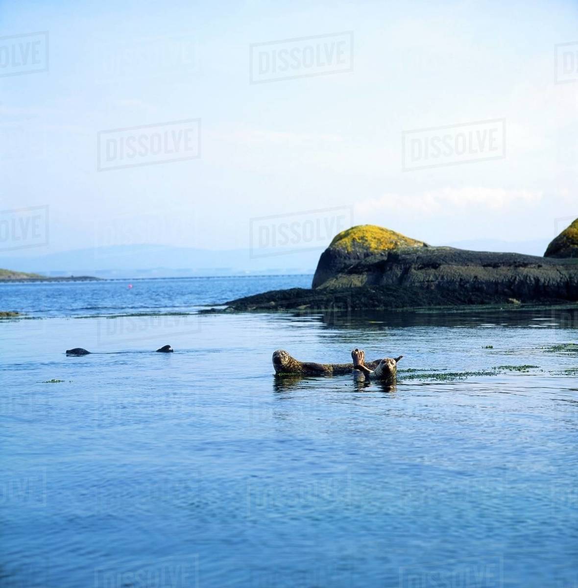 Glengarriff, Co Cork, Ireland; Seals In The Water - Stock Photo - Dissolve