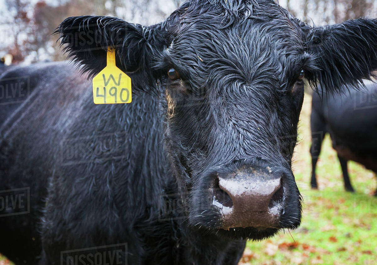 Black Angus cow with a yellow ear tag looking at camera; Kentucky ...