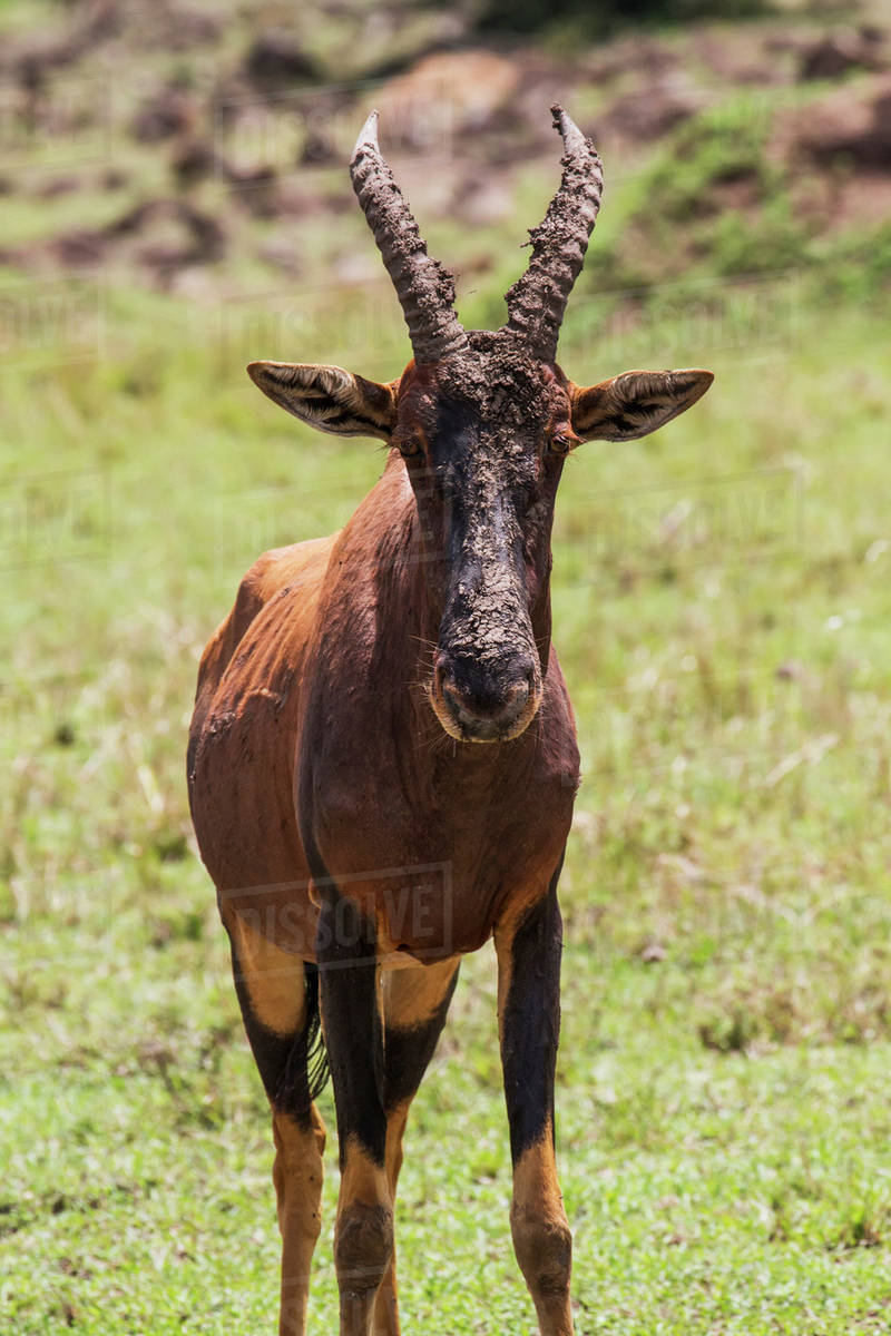 Topi (Damaliscus korrigum), Mara North Conservancy; Kenya - Stock Photo ...