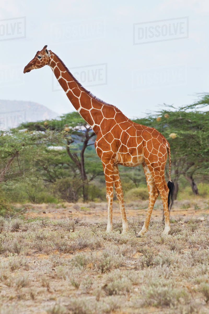 Reticulated giraffe (Giraffa camelopardalis reticulata), Buffalo ...