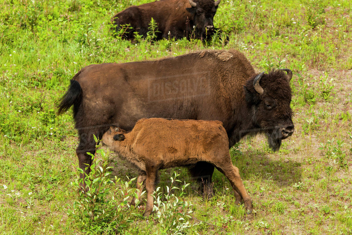 Buffalo with a newborn calf alongside the Alaska Highway north of Liard ...