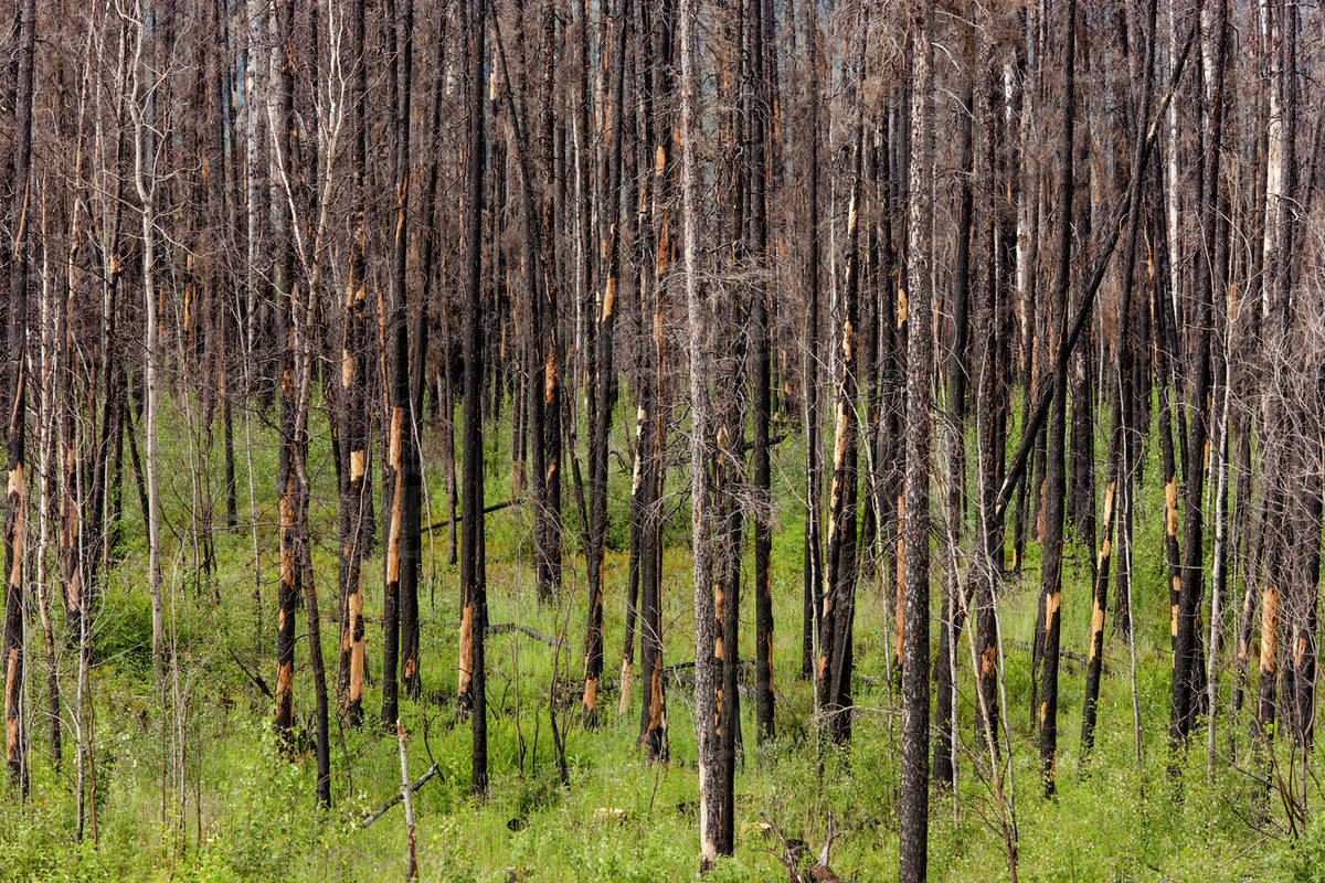 Spruce trees burned after a forest fire north of Liard Hot Springs ...