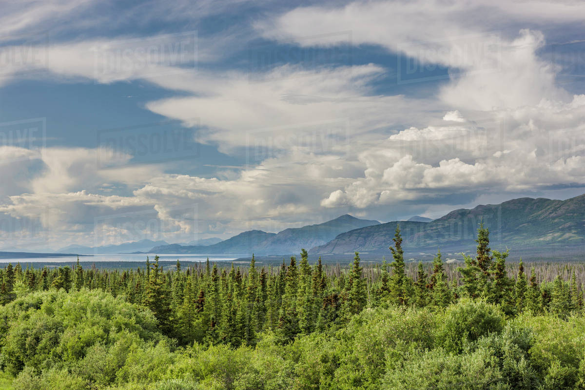 Scenic view of Kluane Lake and a boreal forest in the foreground, Yukon ...