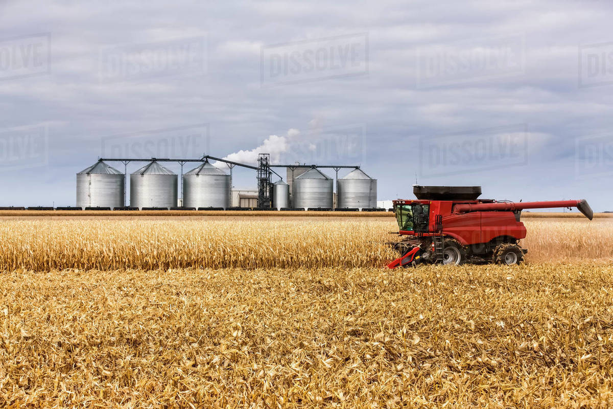 Corn Harvest Near The Poet Biorefinery, An Ethanol Producer; Groton ...