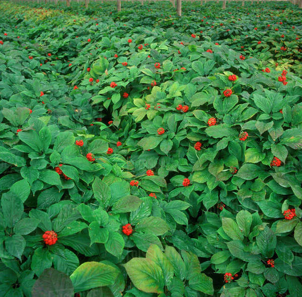 Agriculture - Healthy Ginseng crop in a greenhouse / Ontario, Canada ...