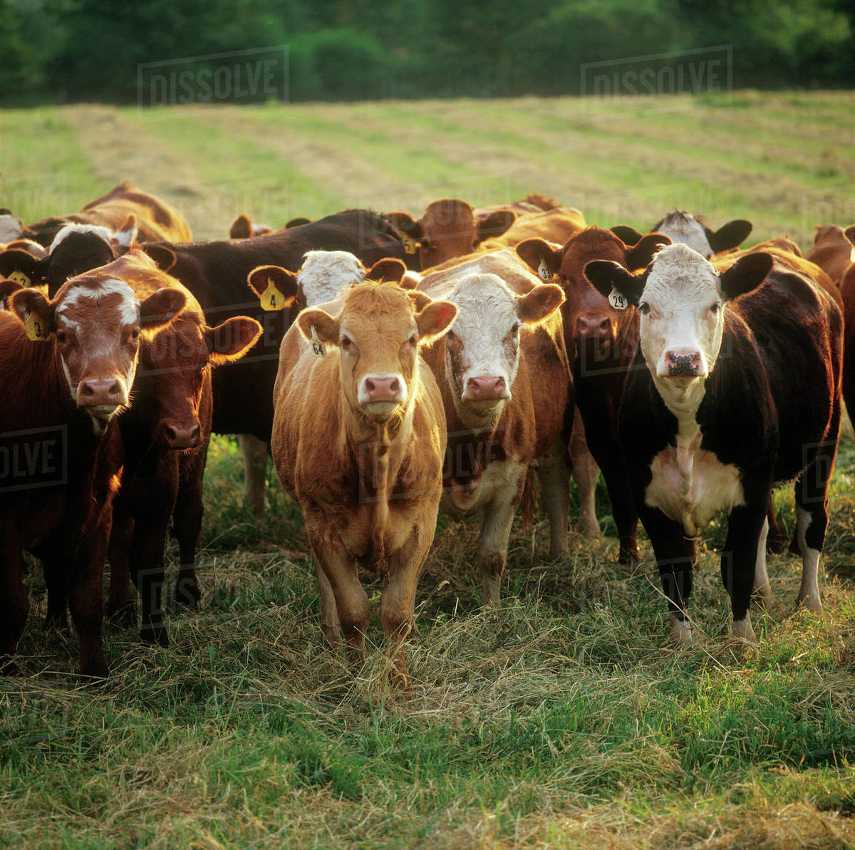 Livestock - Crossbred beef cattle cluster together on a pasture in ...