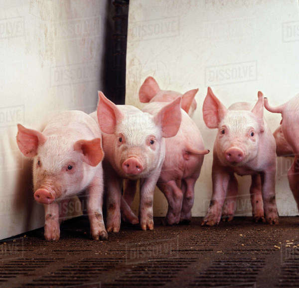 Livestock - Immature pigs (swine) in a confinement facility / Ontario ...