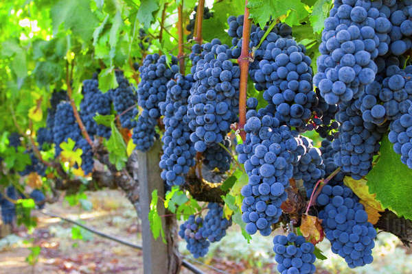 Agriculture - Mature Syrah (aka. Shiraz) wine grape clusters on the ...