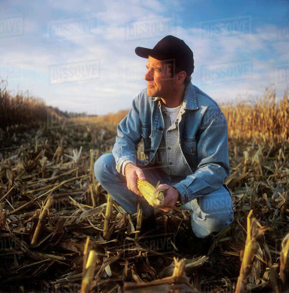 Agriculture - A farmer squatting in stubble looks across his partially ...