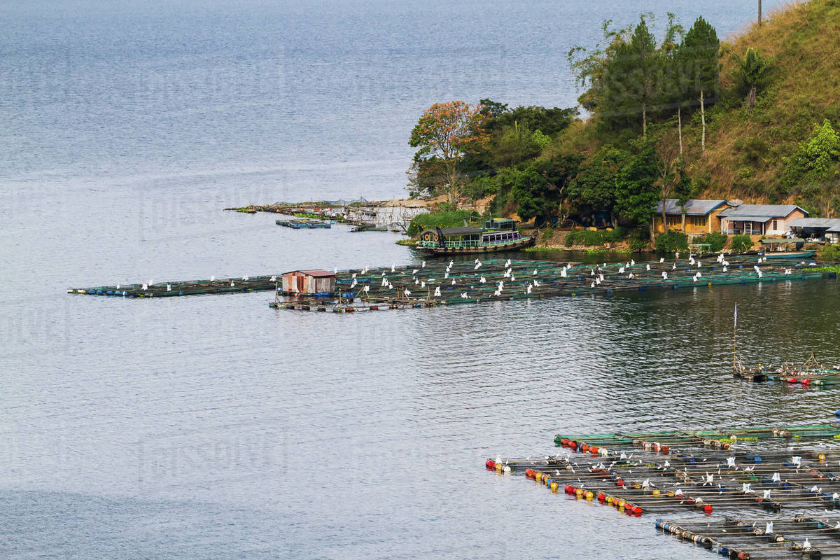 Fish Farms On Lake Toba, As Seen From Siuhan, North Sumatra, Indonesia ...