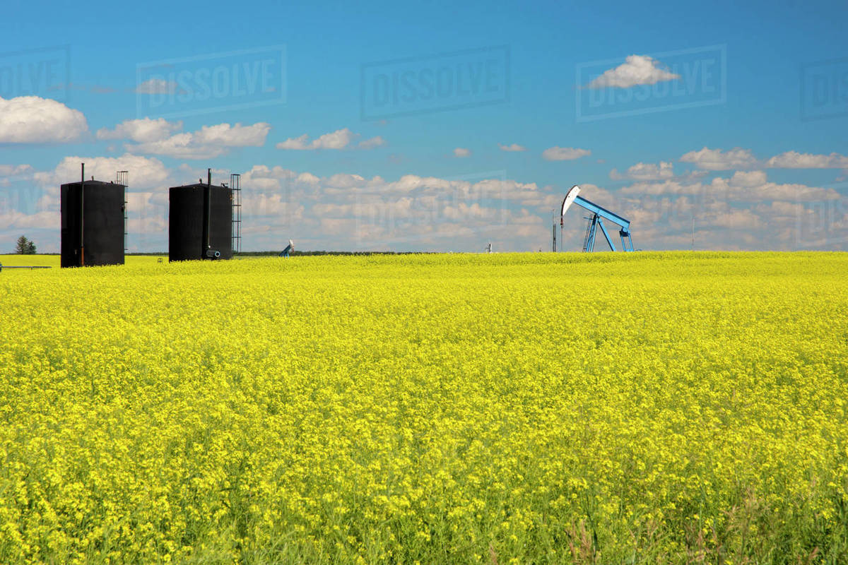 Canola Field In Full Bloom With Black Storage Tanks And Blue Oil Pump ...
