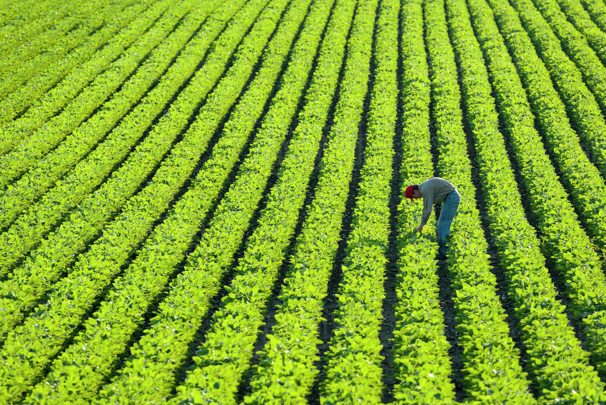 A Farmer Walking Through A Large Green Soybean Field In Central Iowa In ...