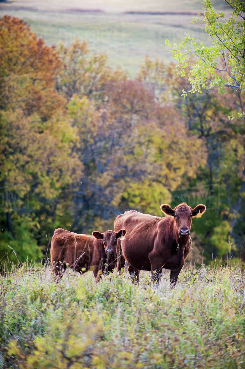 Red Angus Beef Cow And Calf In A Field In Autumn; Valley City, North ...