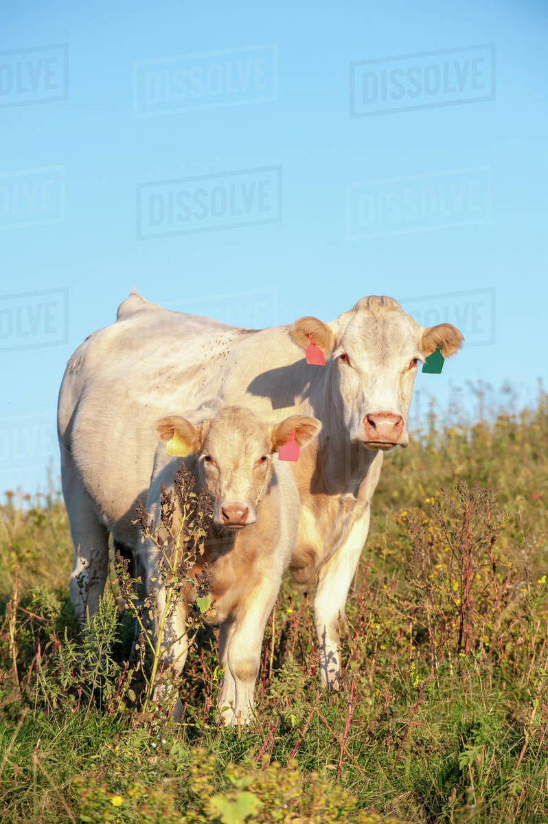 Charolais Beef Cow And Calf On A Pasture With Blue Sky; Valley City ...