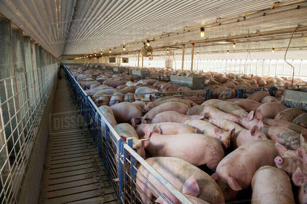 Interior Of A Hog Confinement Facility With Market Ready Hogs; United ...