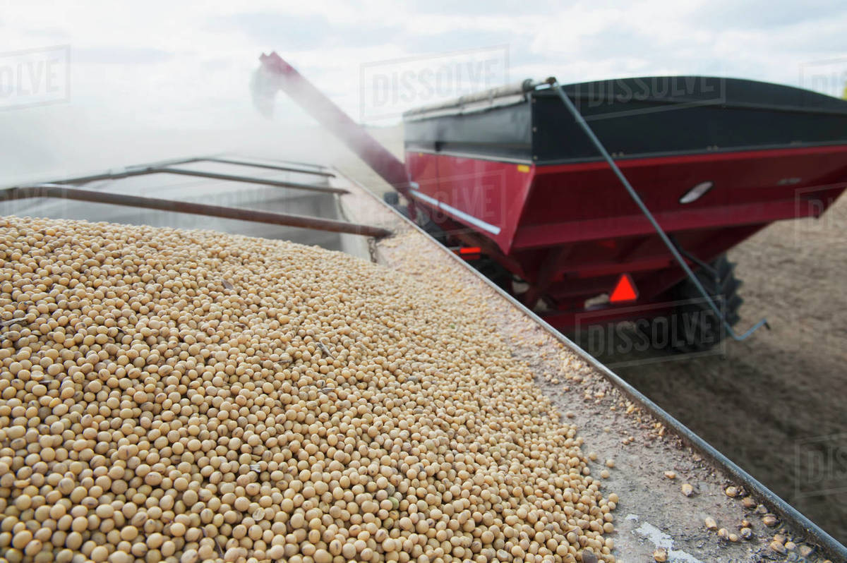 Freshly Harvested Soybeans Being Augered From A Grain Cart To A Grain ...