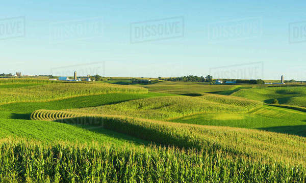 Alfalfa Fields And Corn Fields That Are Terraced Among Dairy Farms ...