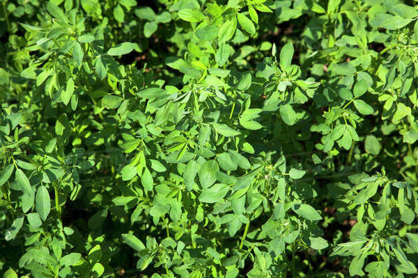 Agriculture - Closeup view of mature healthy genetically modified ...