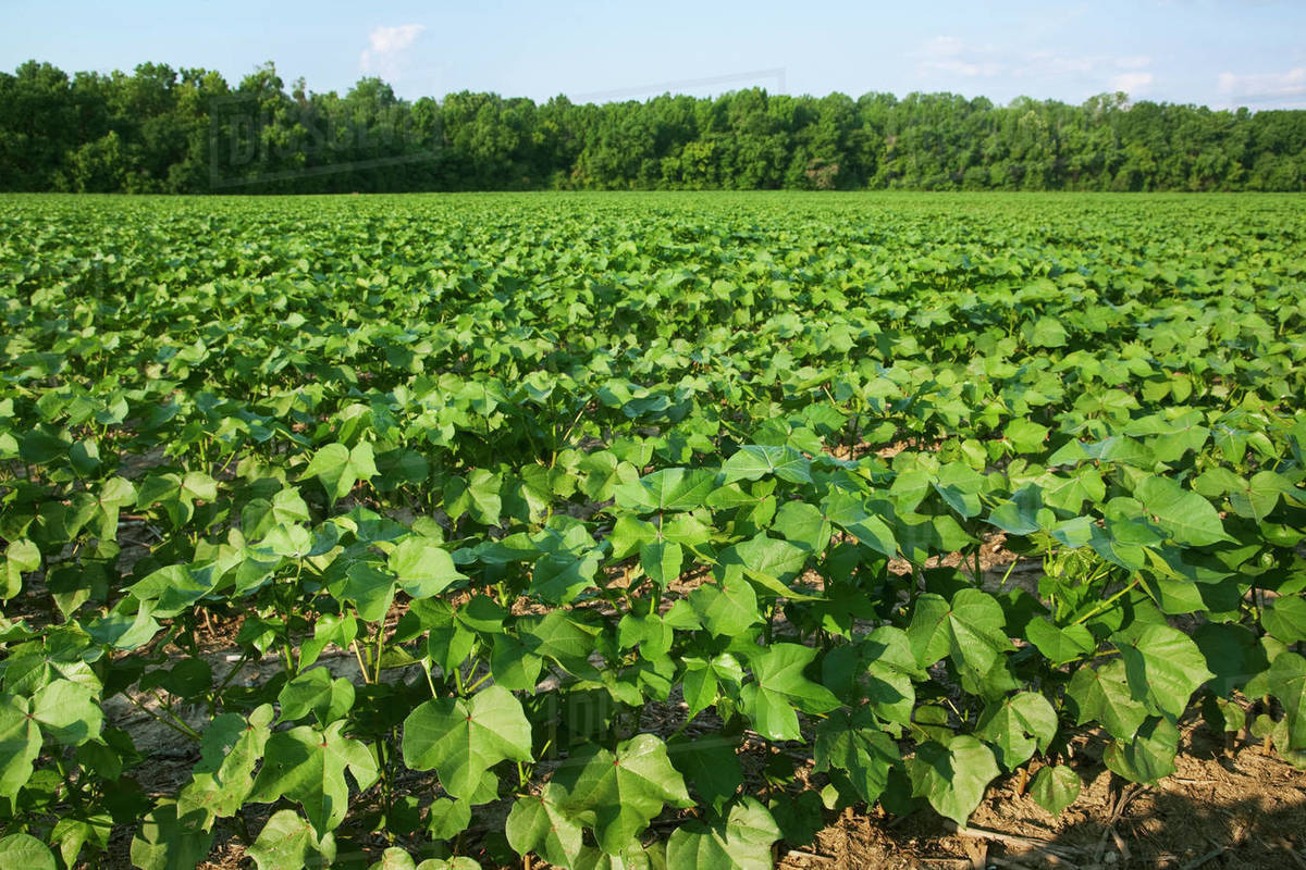 Agriculture - Field of healthy mid growth no-till cotton at the ...