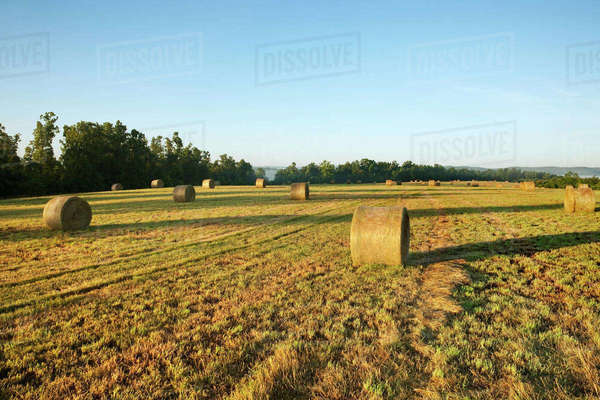 Agriculture - Large round grass hay bales in an Ozark Mountains hay ...