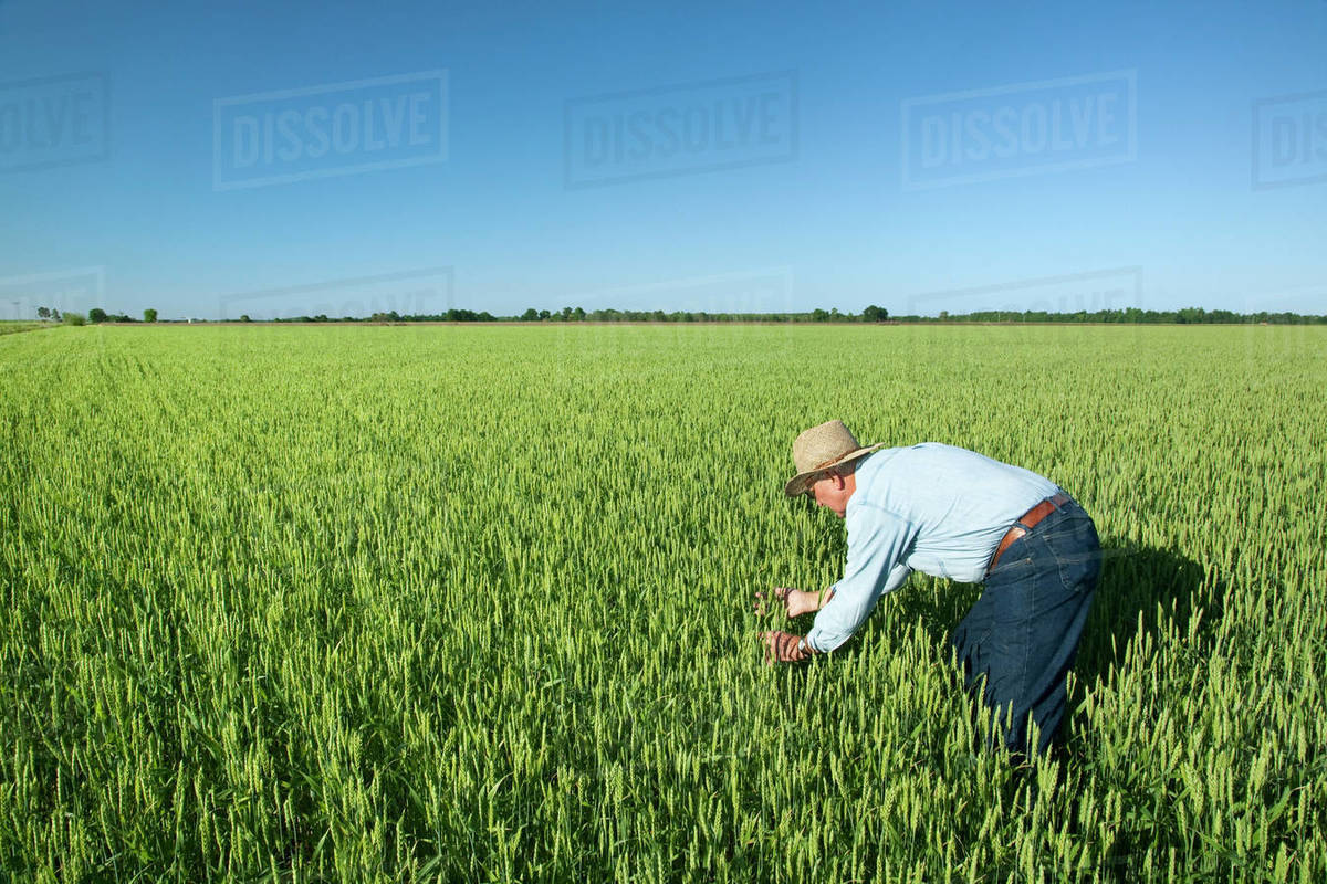 Agriculture - A farmer (grower) inspects his crop of soft red winter ...